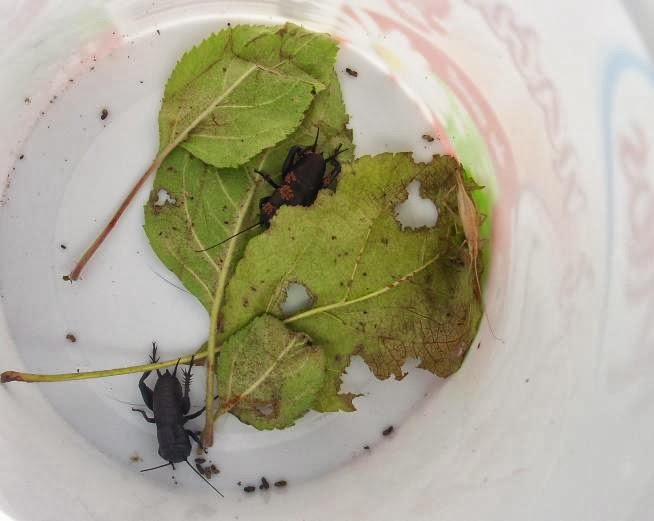 Din natură: Poveşti cu greieri