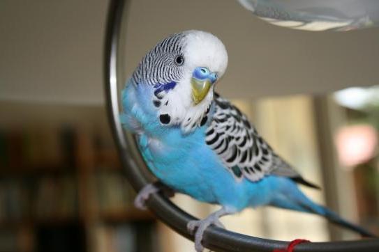 aves: periquito azul