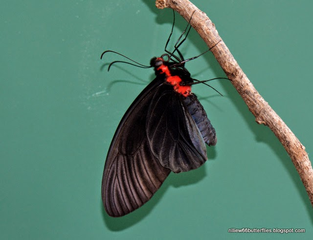 The Forested Path (and Beyond): BUTTERFLIES of RAUB: The Malayan ...