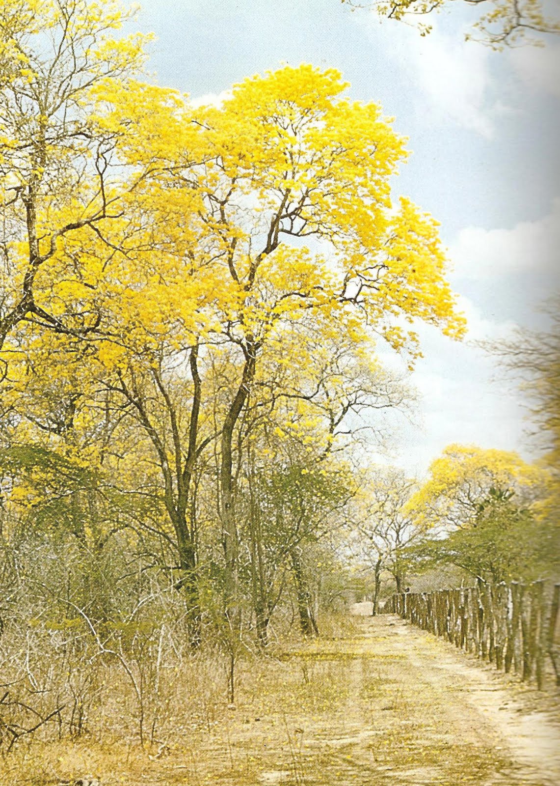 FLORECE EL ARAGUANEY… Una vez más. - SOCIEDAD VENEZOLANA DE ARTE ...