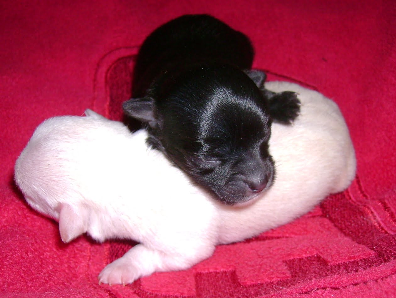 Imagenes de chihuahuas bebés - Imagui