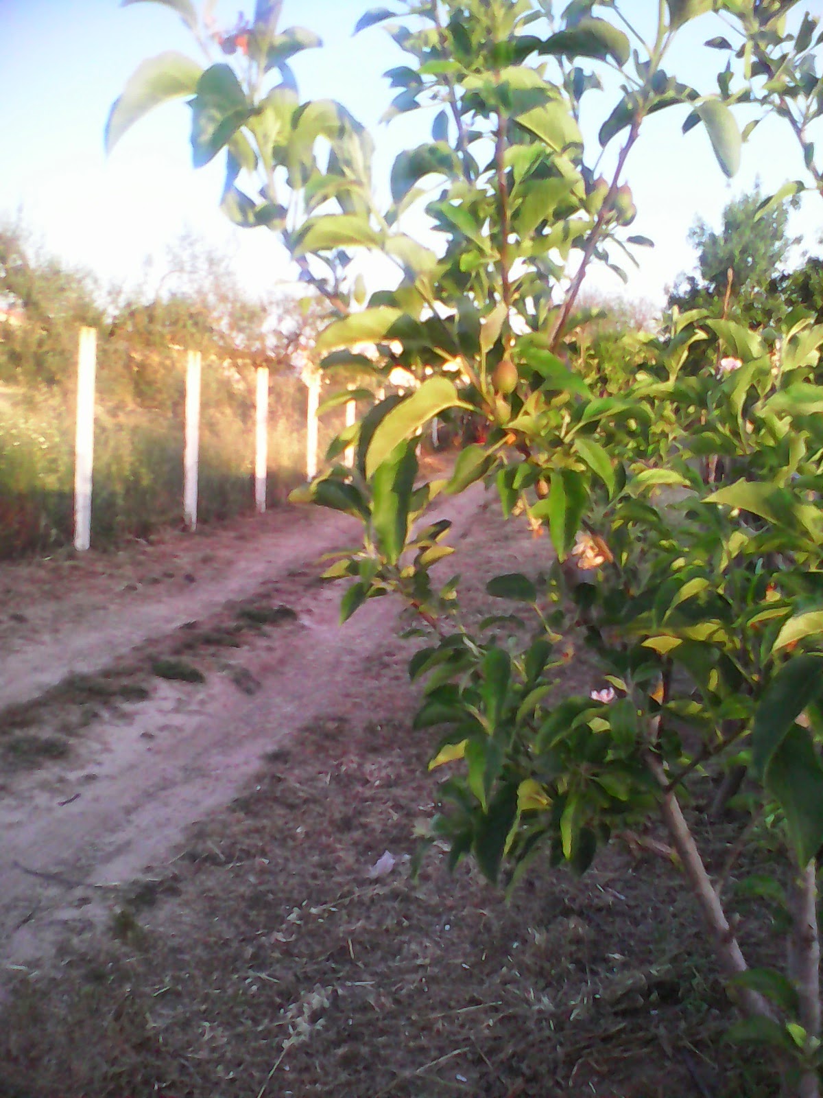Aceitunas, almendras, alcauciles y azofaifas.