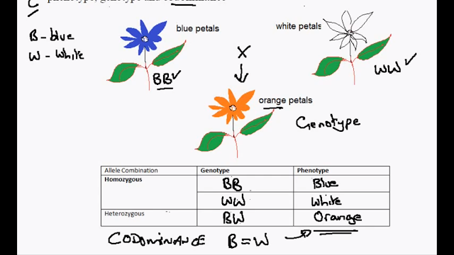 Andrew Biology: Codiminance