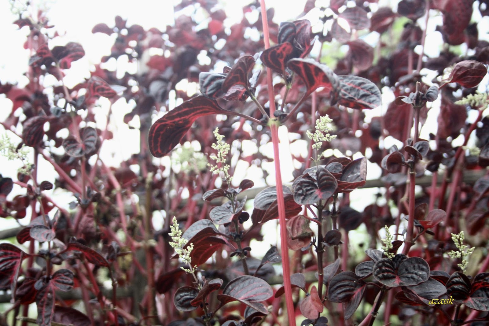 Calm-Sojourner: Flowers from Mizoram