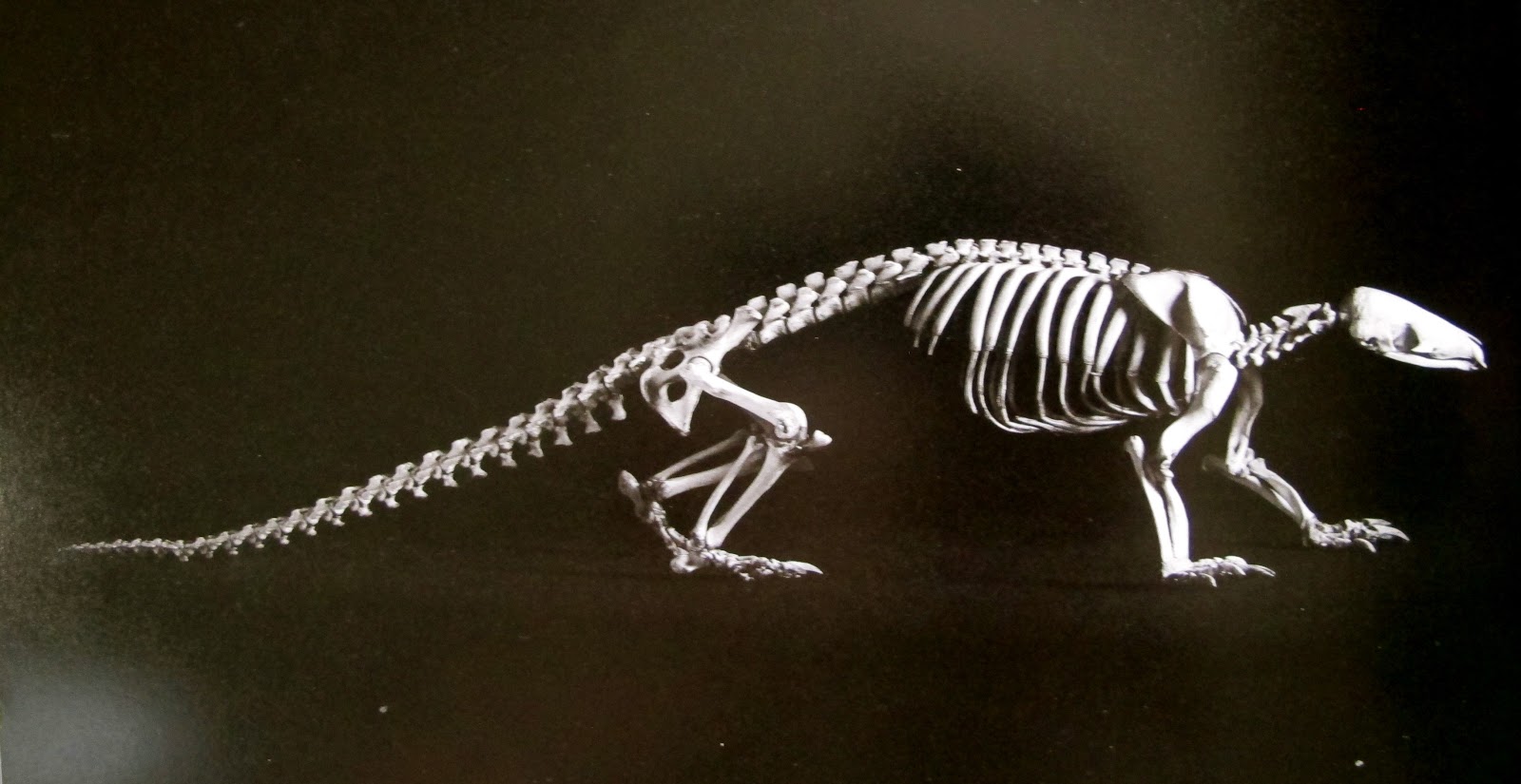Pangolin Skeleton