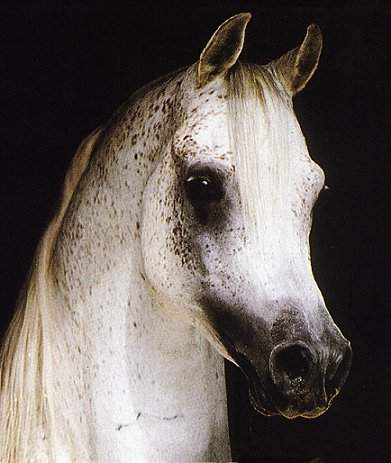 all for the love of a horse...: Ansata Nile Pasha