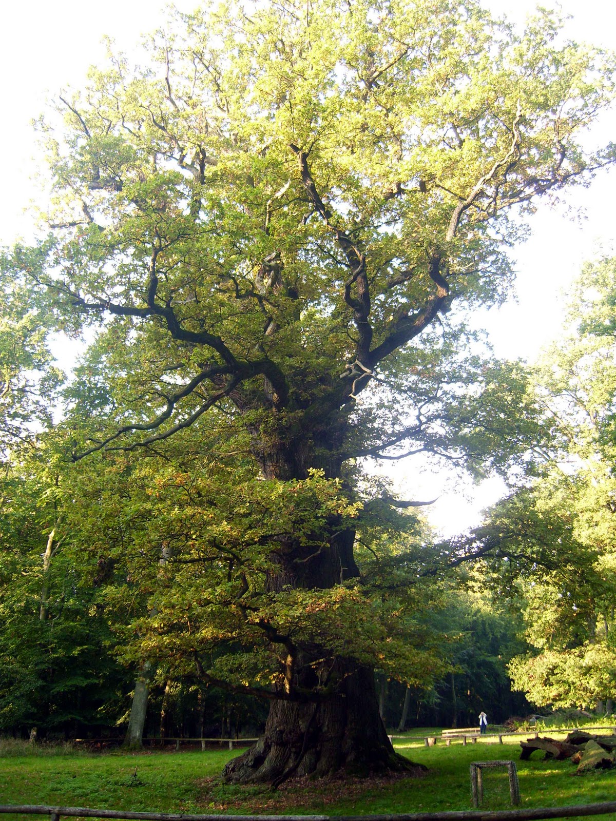 Ausflüge von unserem "Vogelnest" in Günz/ Altenpleen: Von skurrilen ...
