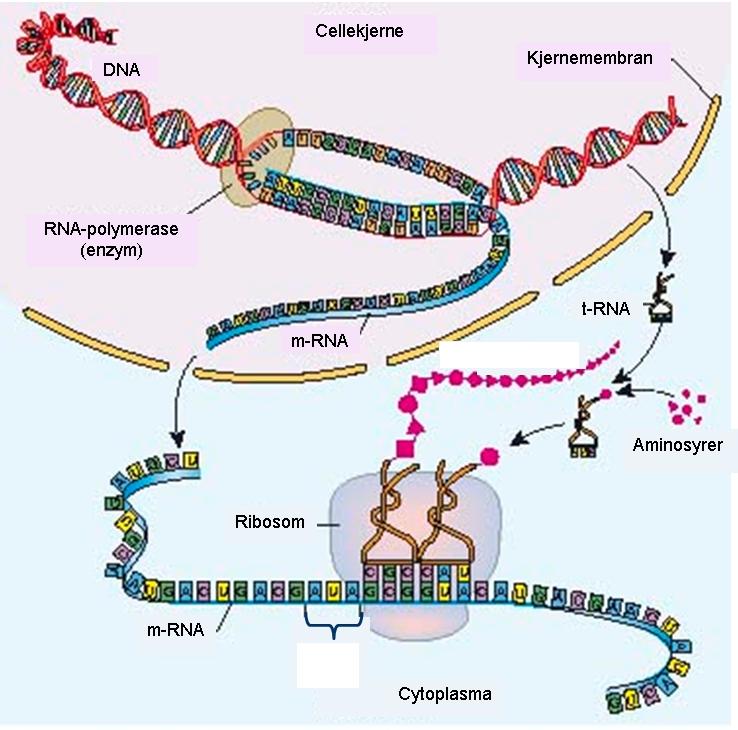 Biologi C HF-E 2011-2012: Proteinsyntesen som figur