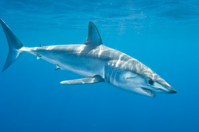 Shortfin Mako Shark
