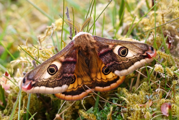 Shropshire Birder: Longmynd - Emperor Moths!!