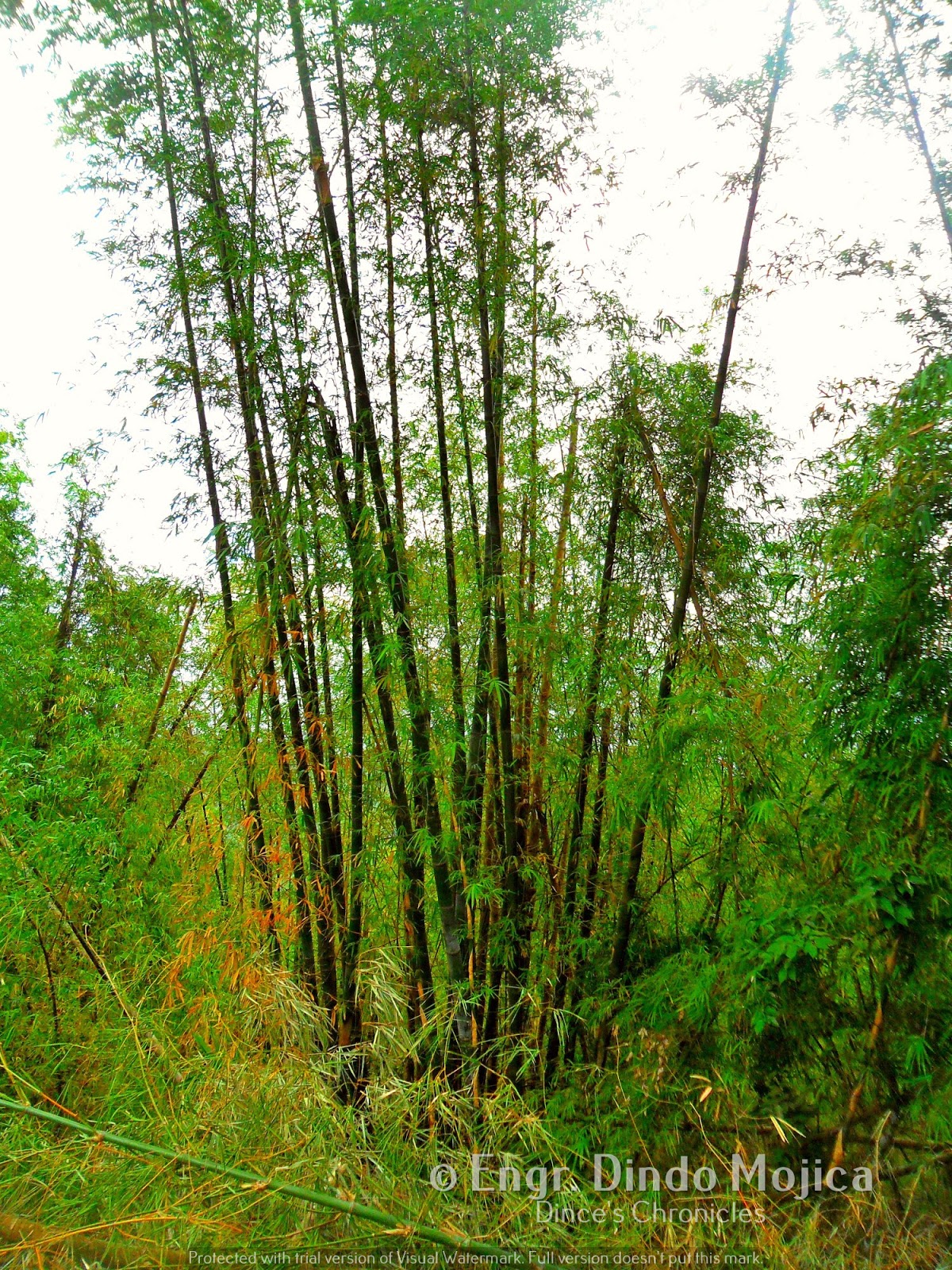 Dince's Chronicles: THE MARAGONDON BAMBOOS