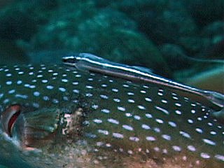 Real Monstrosities: Remora