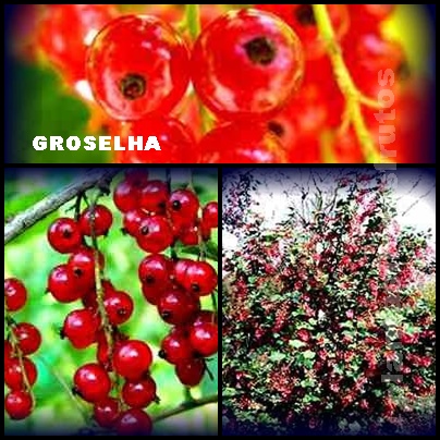 PLANTAS MEDICINAIS: GROSELHA - Phyllantus acidus sp - Propriedades ...