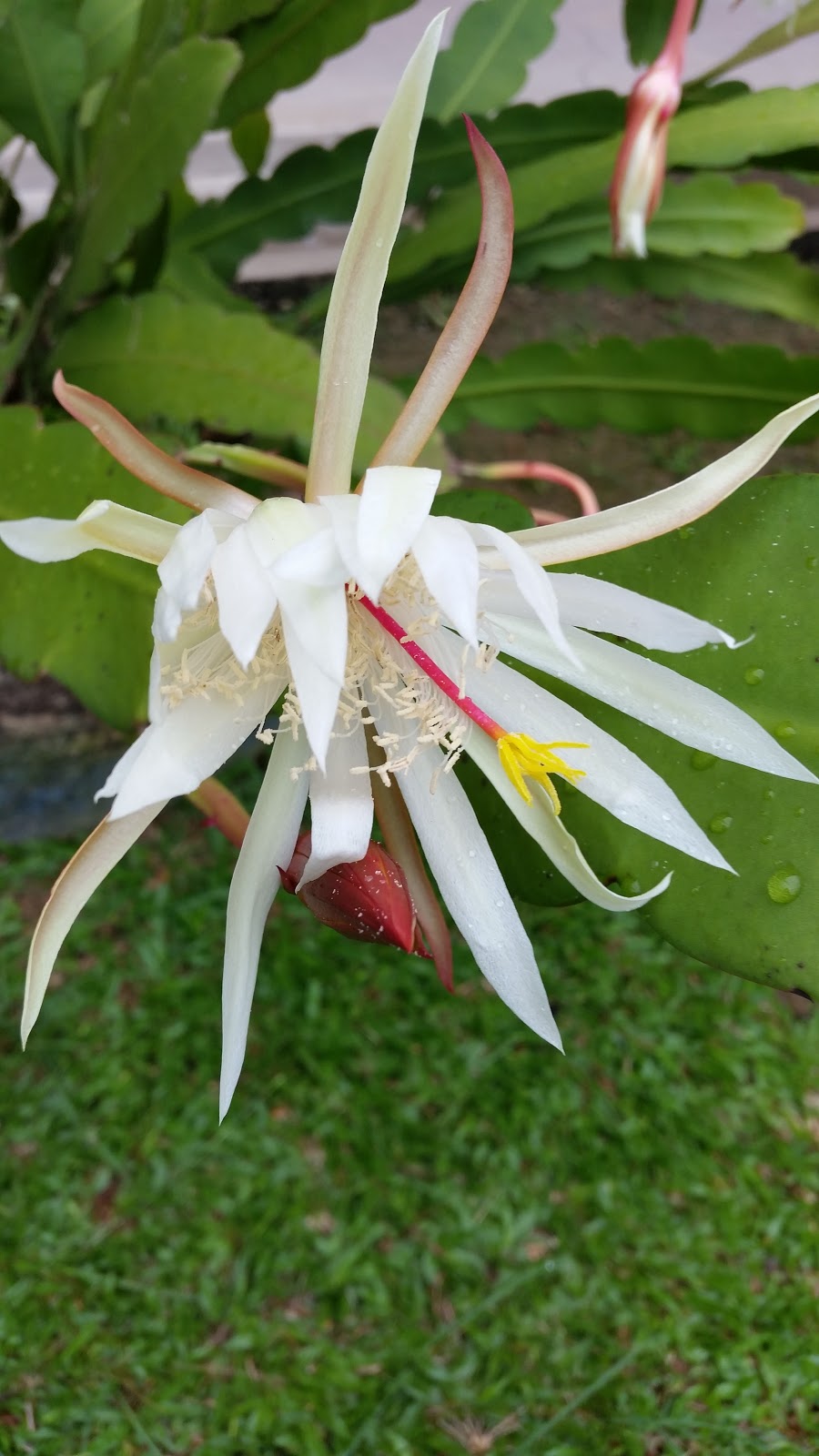 Warisan Petani: Pokok Bunga Bakawali