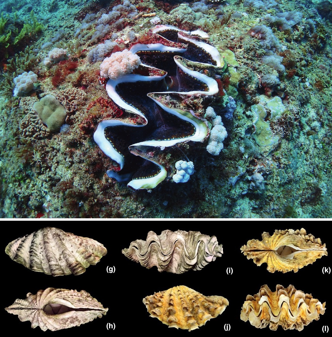 Species New to Science: [Mollusca • 2020] Phylogeographical Patterns ...