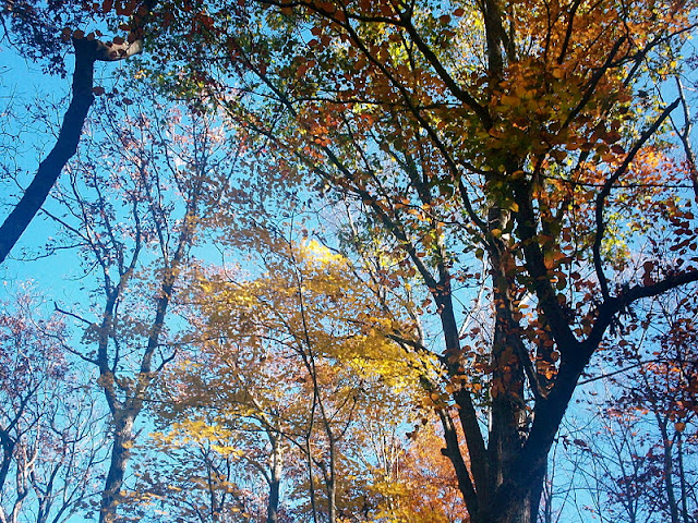 Living Above the Frost Line: NOVEMBER DAYS IN THE SOUTHERN APPALACHIAN ...