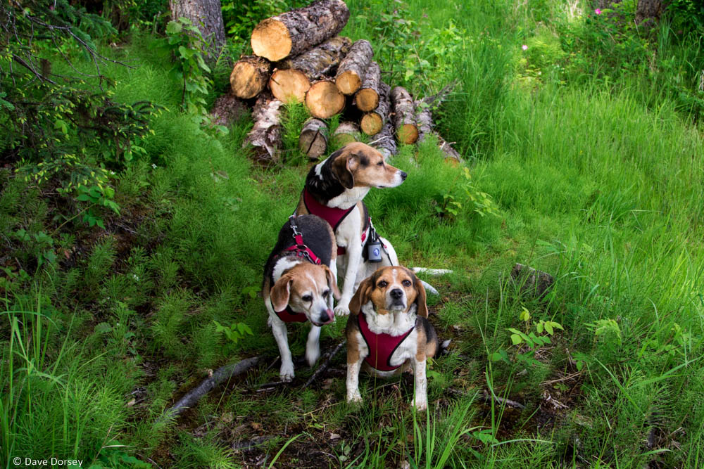 PERALES OF PHOTOGRAPHING THREE BEAGLE