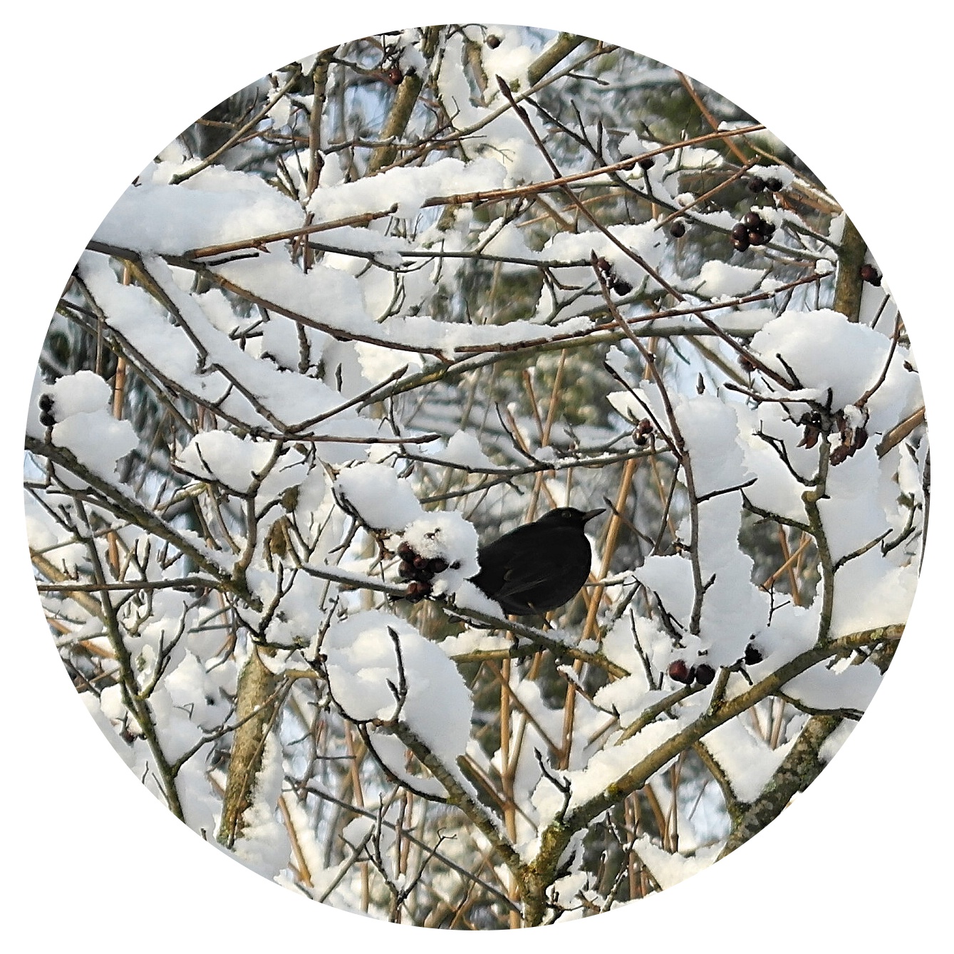 Kirja vieköön!: Kahlaan hulluuden lumessa #runosunnuntai