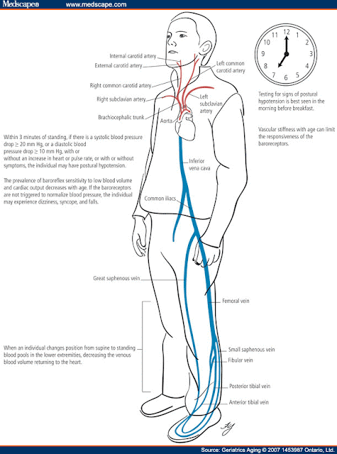 Blood, Heart and Circulation: Low Blood Pressure