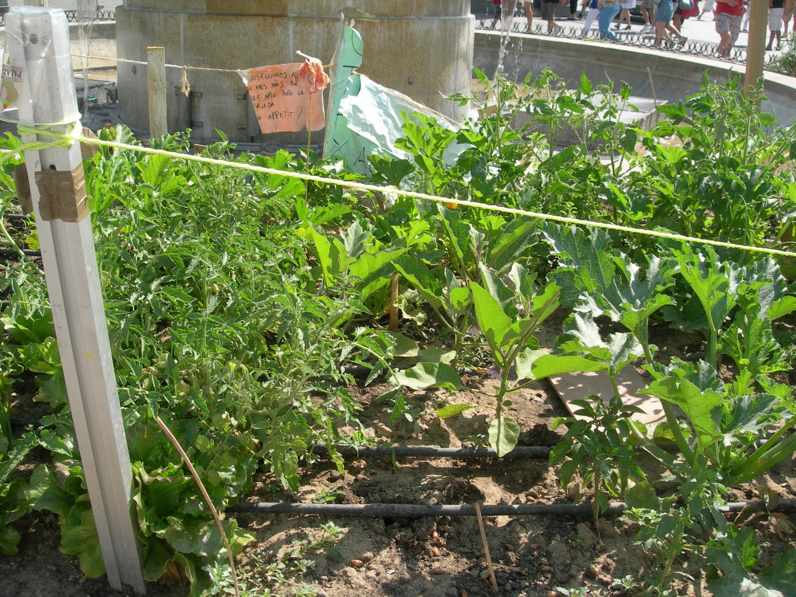 Polystyrene Garden Junkie: Political vegetable gardening in Madrid