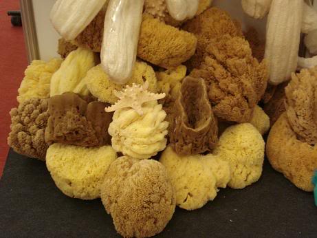 How to take care of your Natural Sea sponge ~ Cambridge Greek Corner