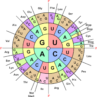 Ms. Mora's Biology Blog: FROM DNA TO PROTEINS: TRANSLATION (DE ADN A ...