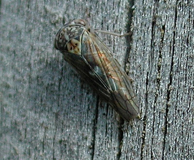 The Flora and Fauna of Holmethorpe Sand Pits: Weevils, leafhoppers ...
