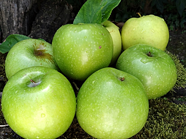 Cuina Cinc: Crema freda de poma àcida i api-rave