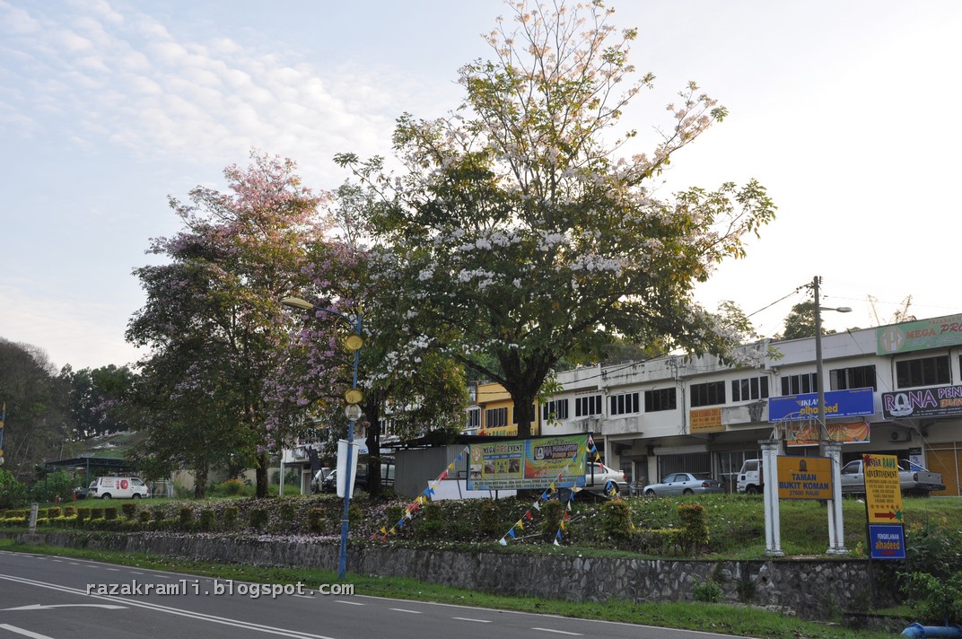 Fotografi merakam sejarah: Pokok Bunga Bongor sedang berbunga.
