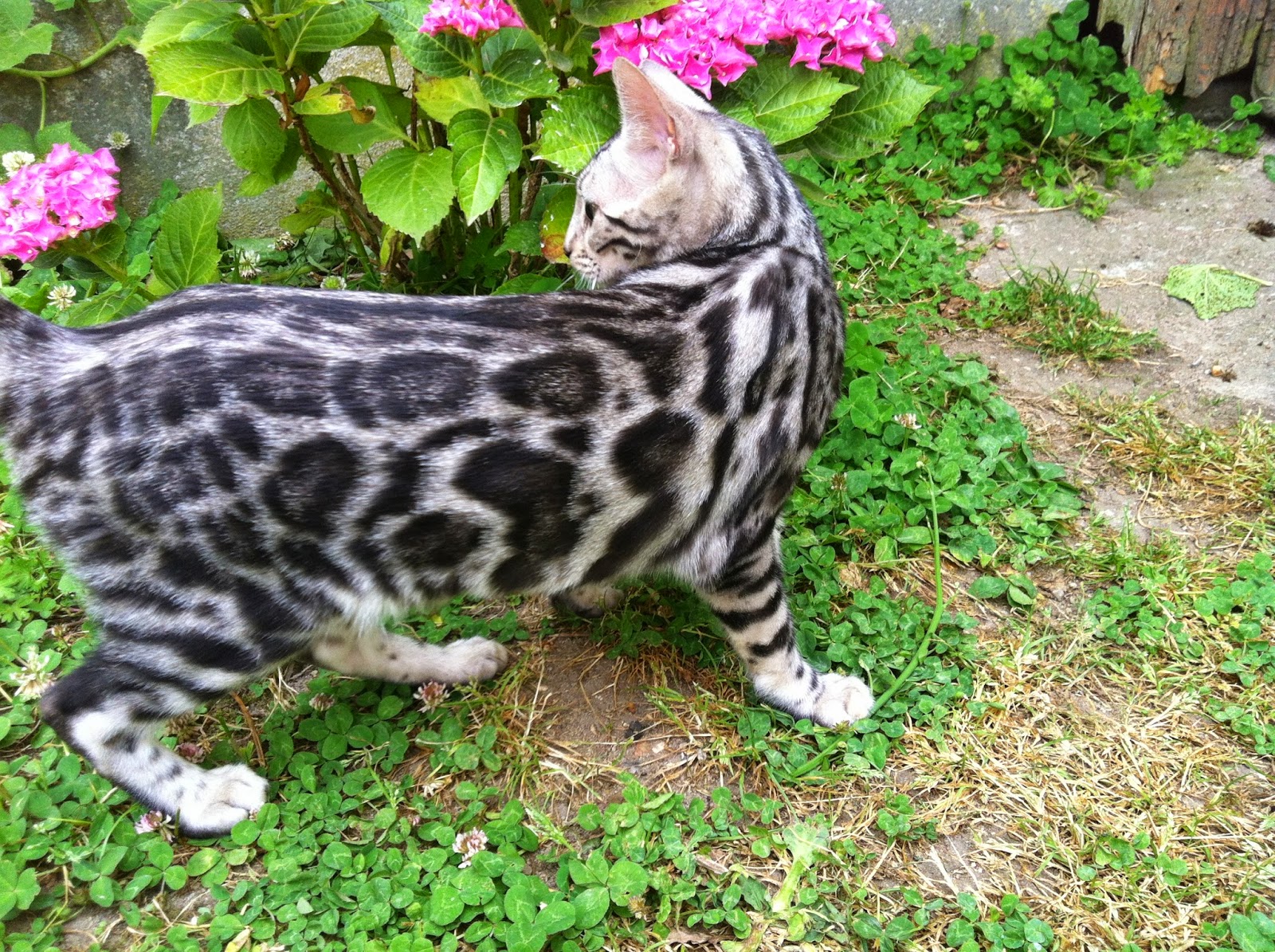 ~ Chatterie BILLI BANGALA ~ Elevage familial de Bengals: La race BENGAL