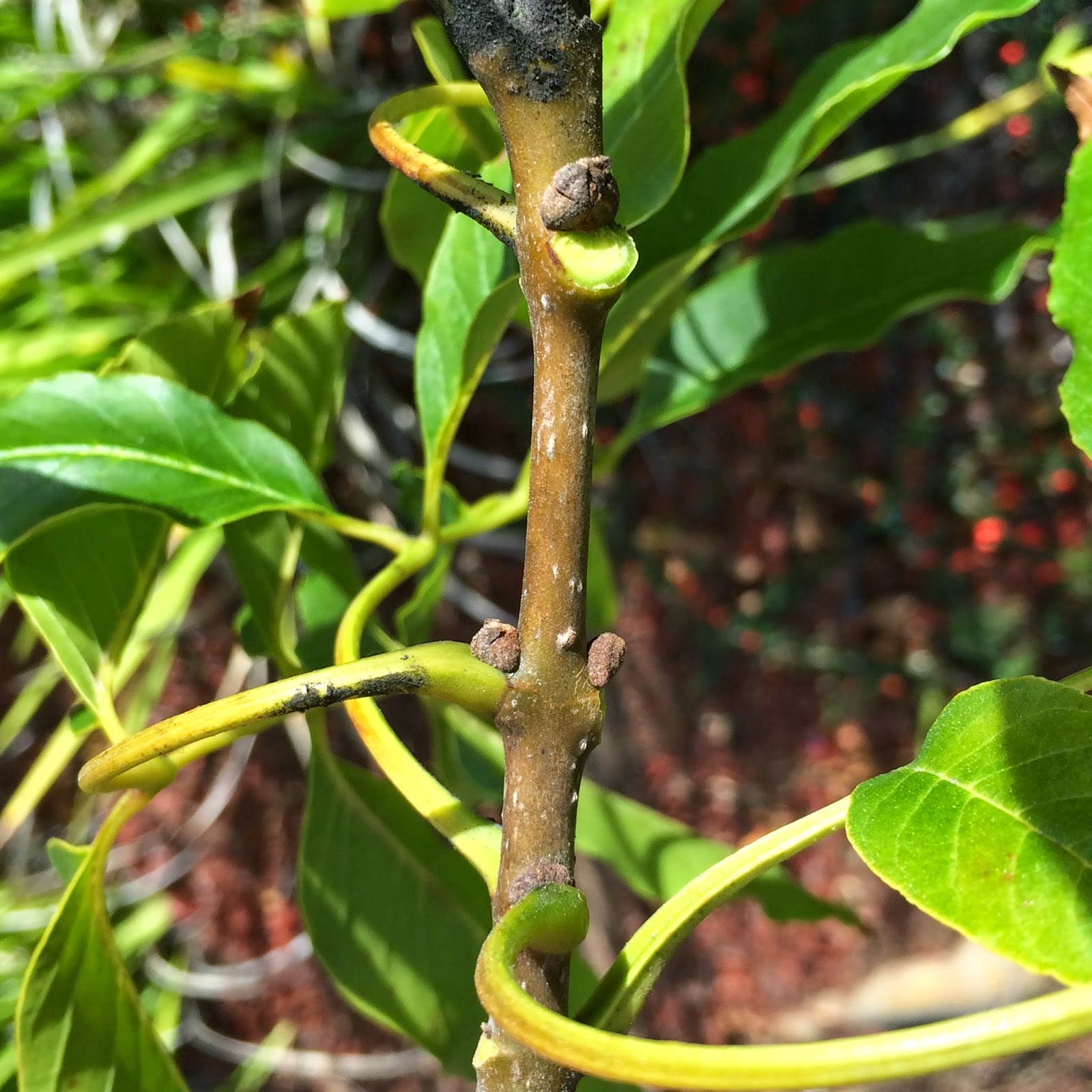 Trees of Santa Cruz County: Fraxinus pennsylvanica - Green Ash