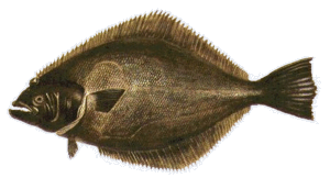 FILANAVAL: Peces de Chile ( Lenguado )