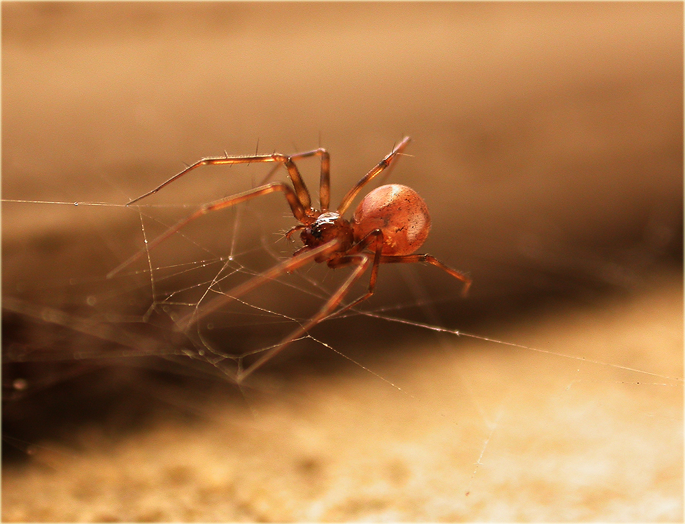 Arachnerds: Money Spiders - Linyphiidae