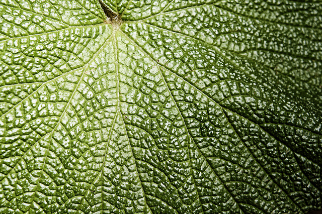 Temperate Climate Permaculture: Fractal Patterns in Nature