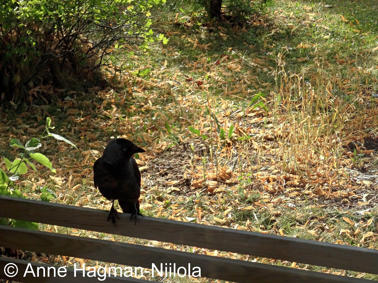 Annen jutut: NAAKKA (Corvus monedula)