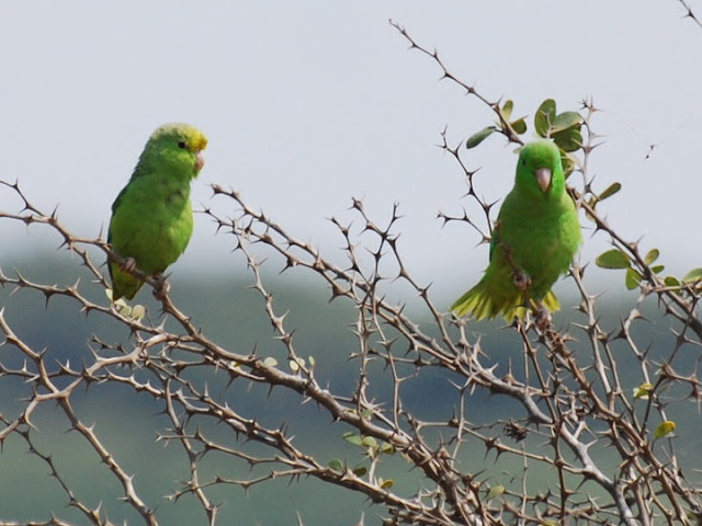 AVES DE VENEZUELA Y EL MUNDO pedro romero ramos: Vivitos (Forpus ...