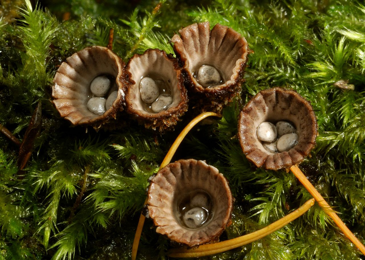 Real Monstrosities: Bird's Nest Fungus