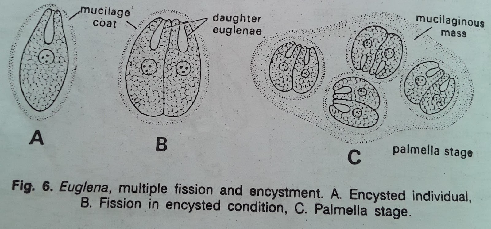 Binary Fission Euglena