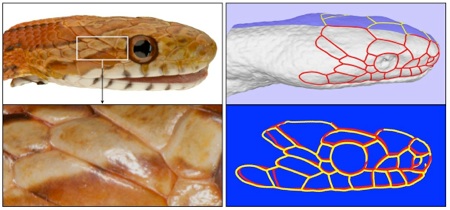 Gurney Journey: Formation of reptilian head scales