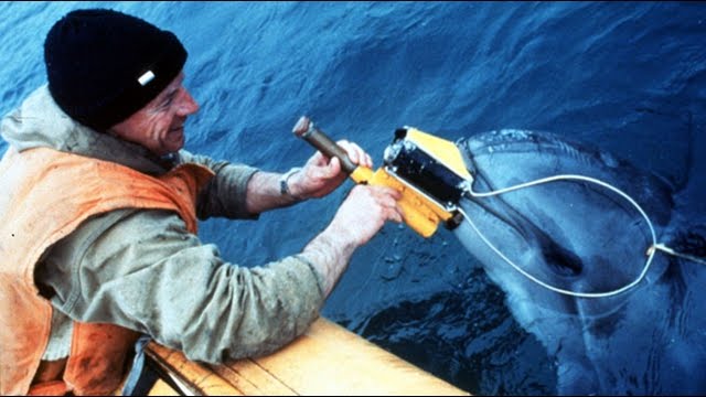 Poltavabloggen: The Ukrainian navy are training killer-dolphins to ...