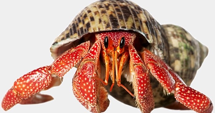 L'uomo e la strategia del paguro