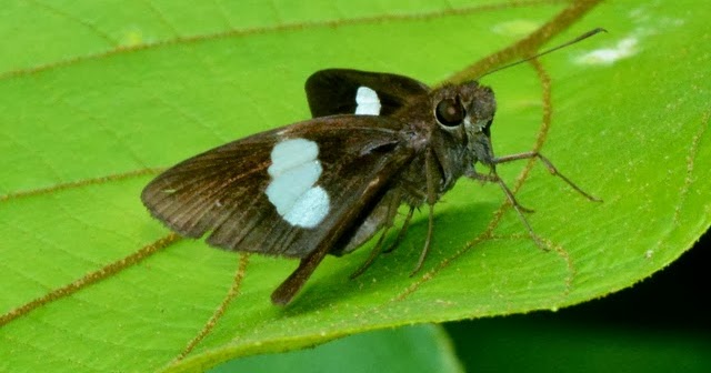 The Forested Path (and Beyond): BUTTERFLIES of RAUB: The Common Banded ...