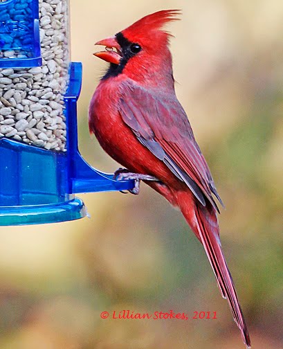 STOKES BIRDING BLOG: Strange Teenage Cardinal