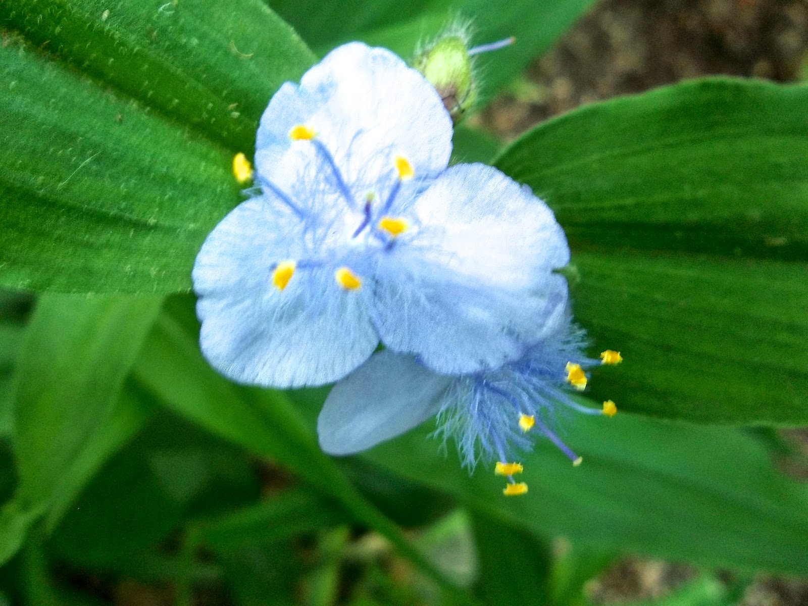 McCoy Farm and Folk Art: Spiderwort