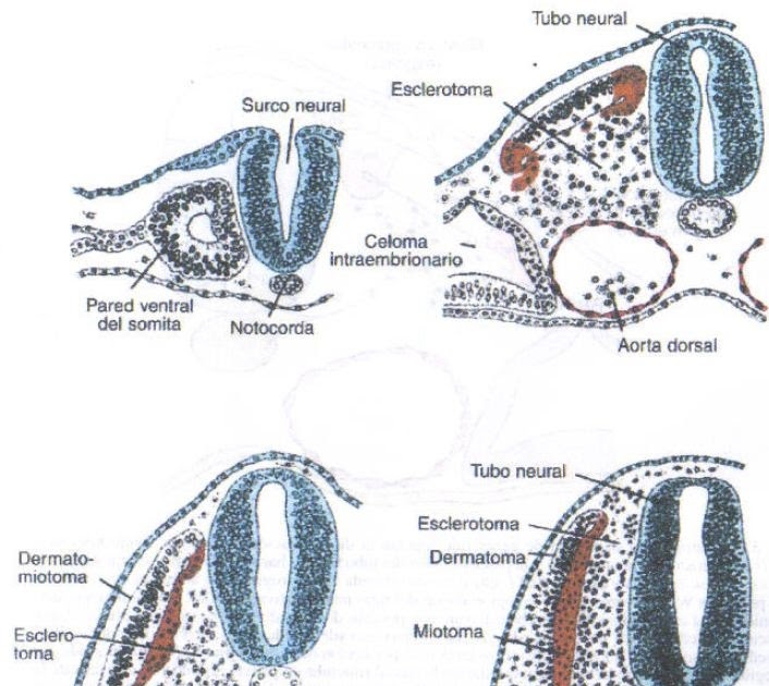 EMBRIOLOGÍA DEL SISTEMA MUSCULAR | Medicina9