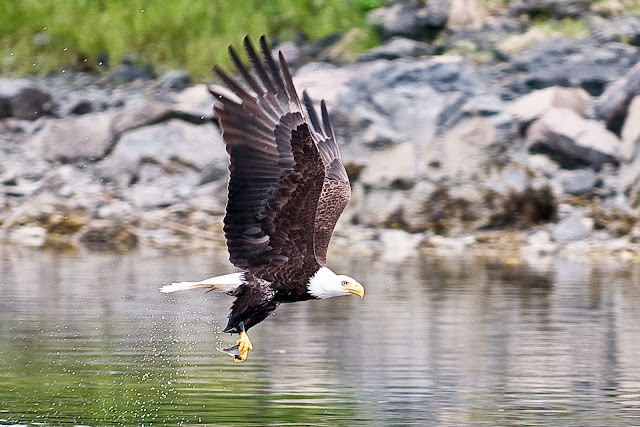 menopausal mumma: Bald Eagle Action Shots by Randal Rodgers
