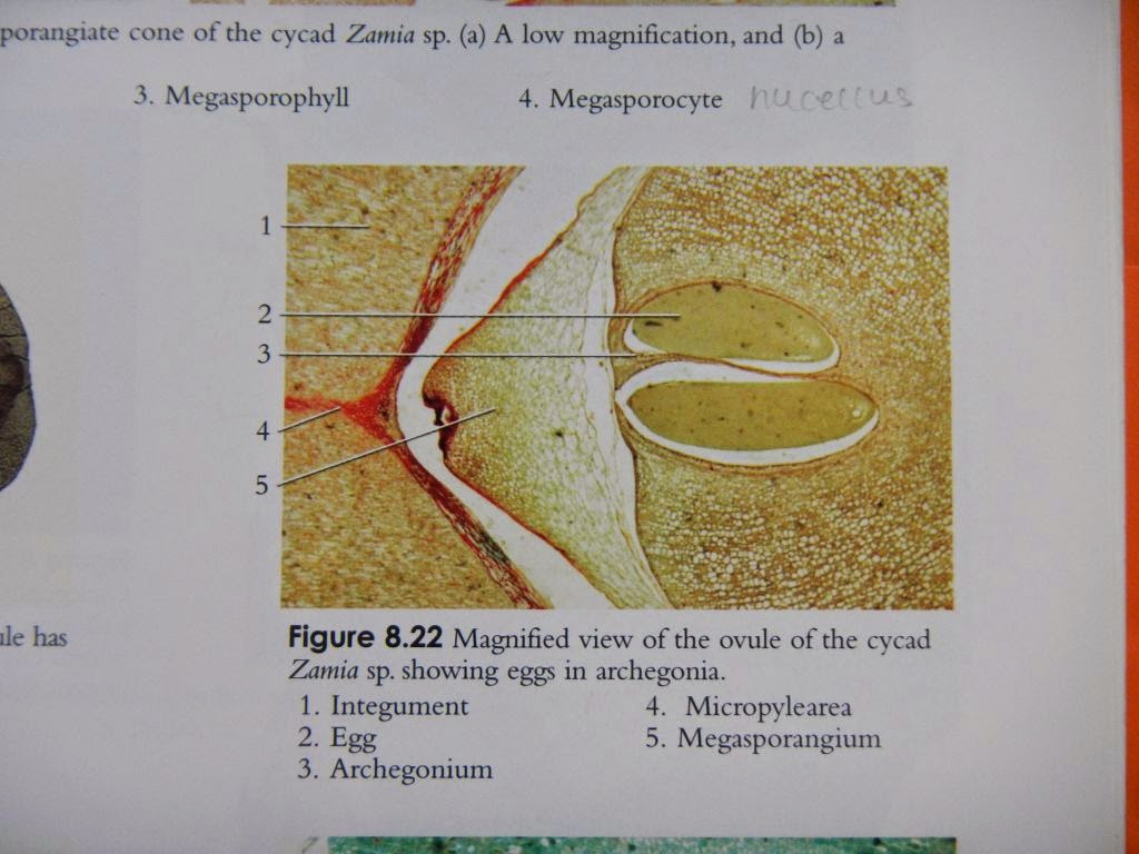 Bio Geo Nerd: Plant Cell Structure (Plant Bio Lab 2)