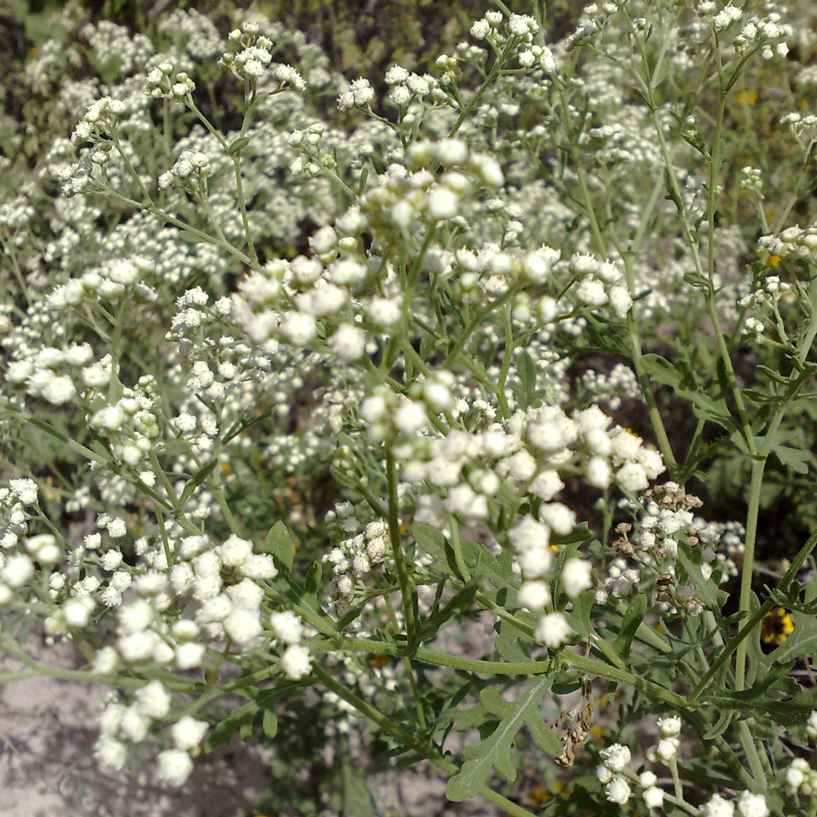 MALINALLI · herbolaria médica: PLANTAS COMESTIBLES Y MEDICINALES DE LA ...