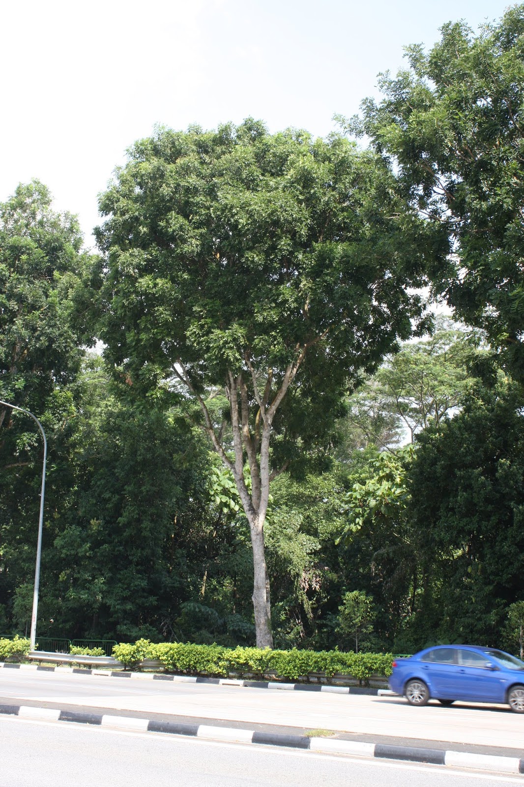 Openplants: Khaya senegalensis Trunk Collar and Root Rot