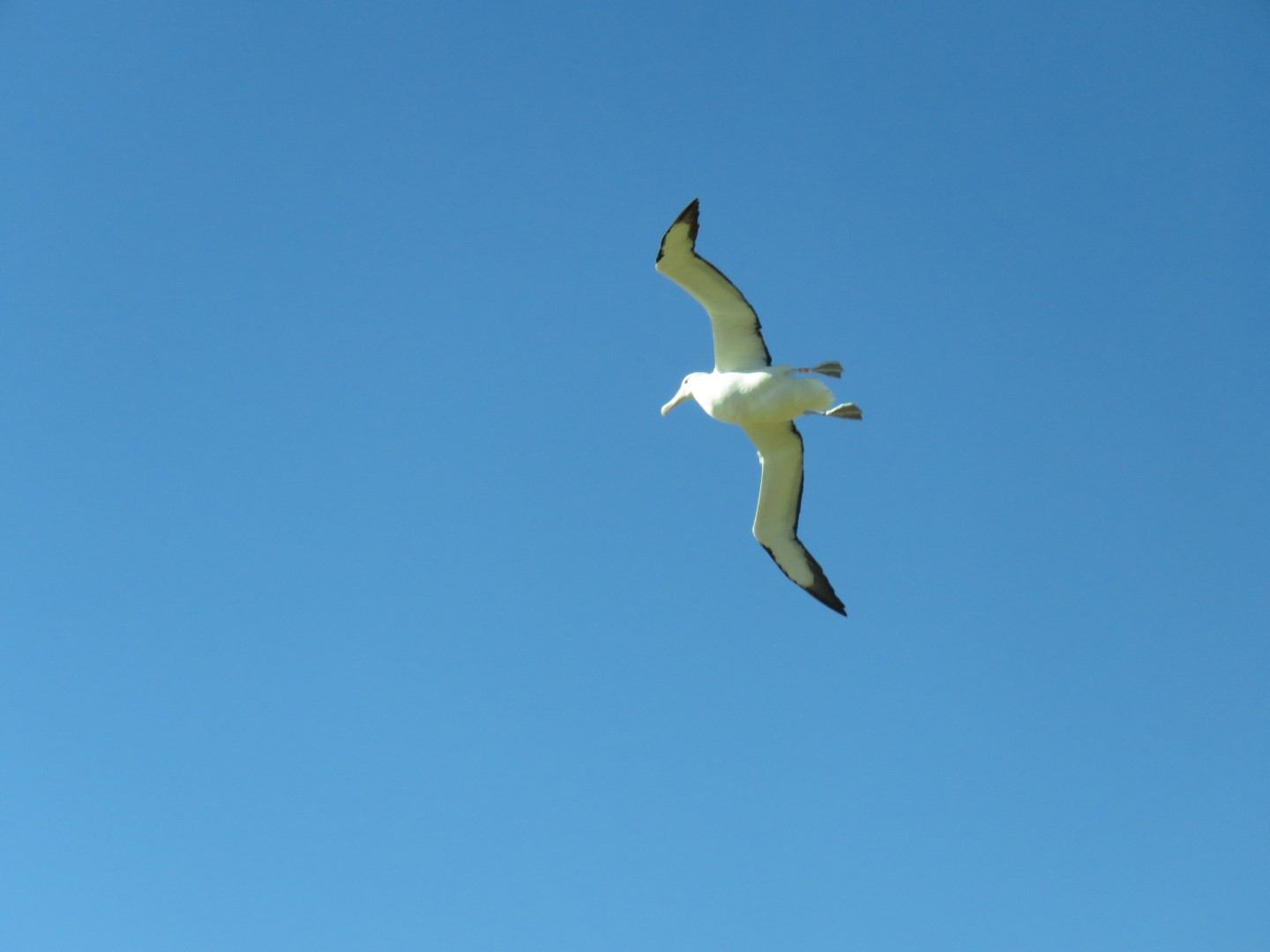 MV Gjoa: Royal Albatross Centre - Dunedin NZ